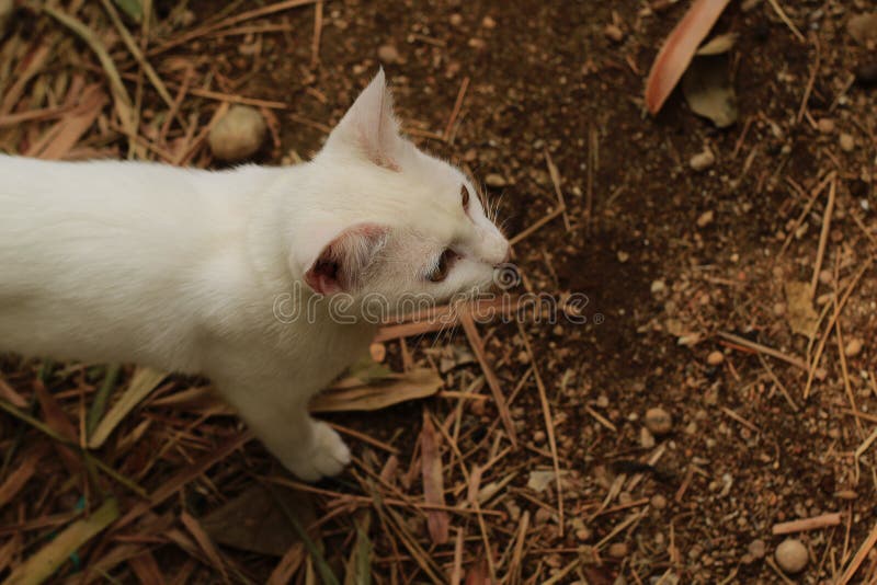 A White Cat Following a Human Walking Around the House Stock Photo ...