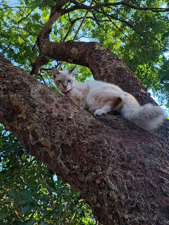 Beautiful Cat Climb the Tree at Backyard Stock Photo - Image of ...