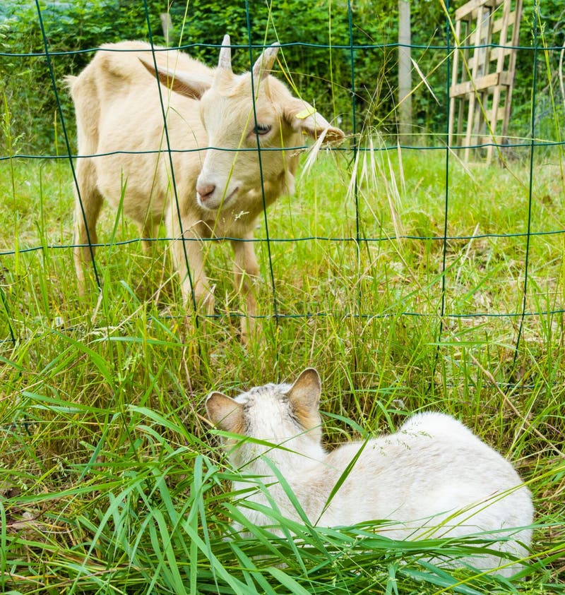 White cat and goat stock photo. Image of meadow, grass - 193292832