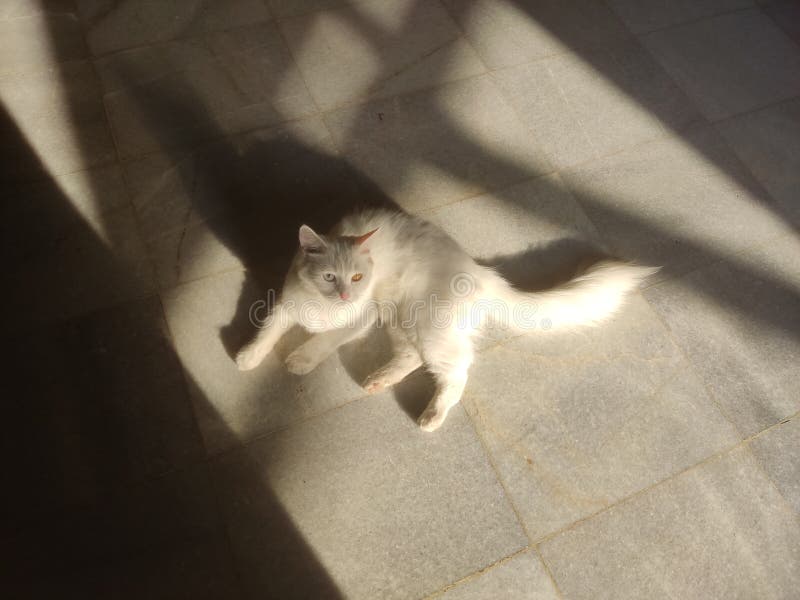 White cat golden hour stock photo. Image of soaking - 262189636