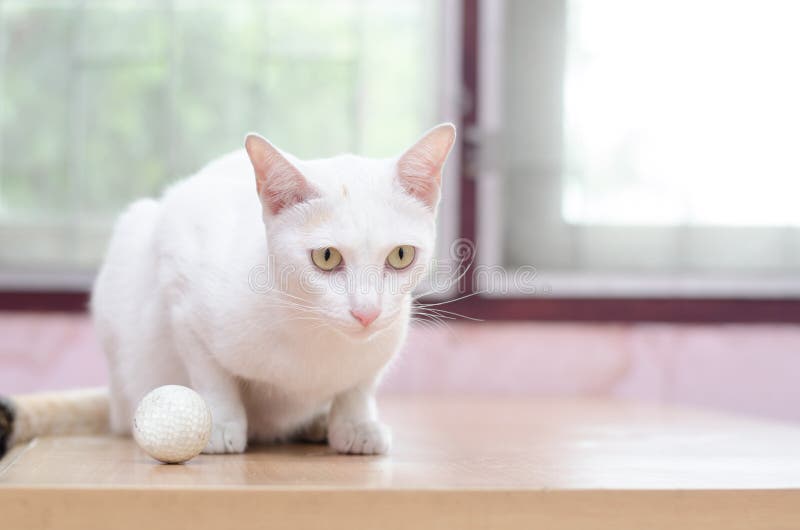 White Cat with Golf Ball on the Table Stock Image - Image of move, bred ...
