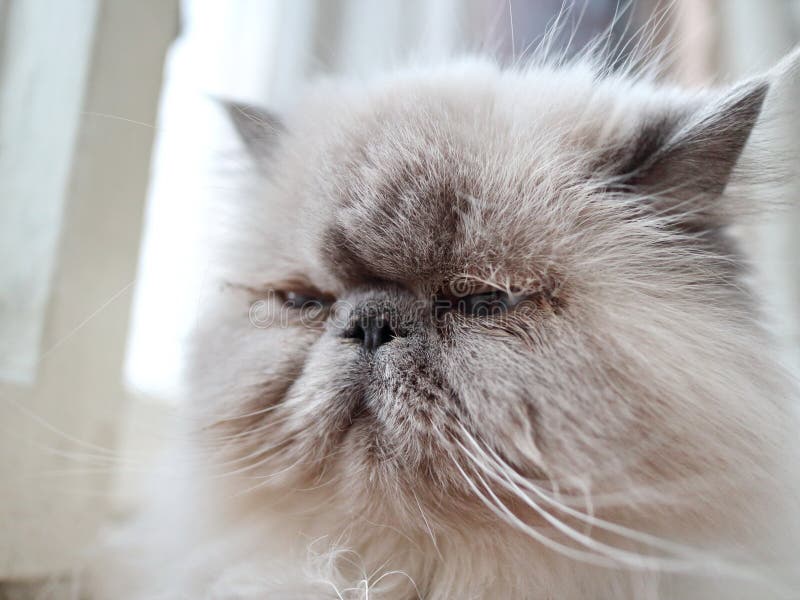 White Cat with Gray Ears and Blue Eyes Stock Image - Image of evening ...