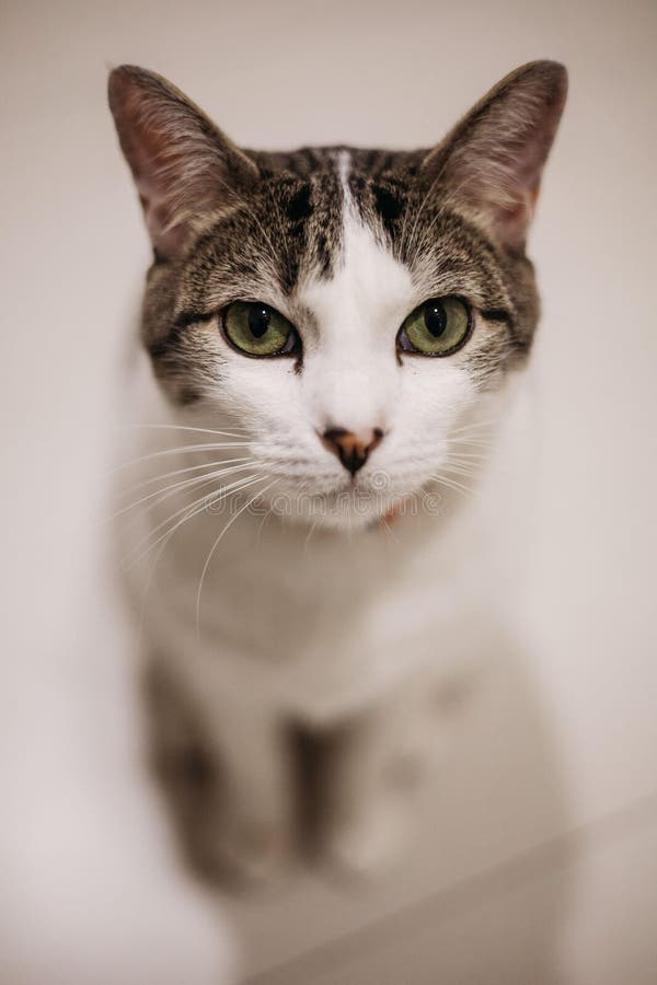 White Cat with Gray Spots Looking at You Stock Photo - Image of ...