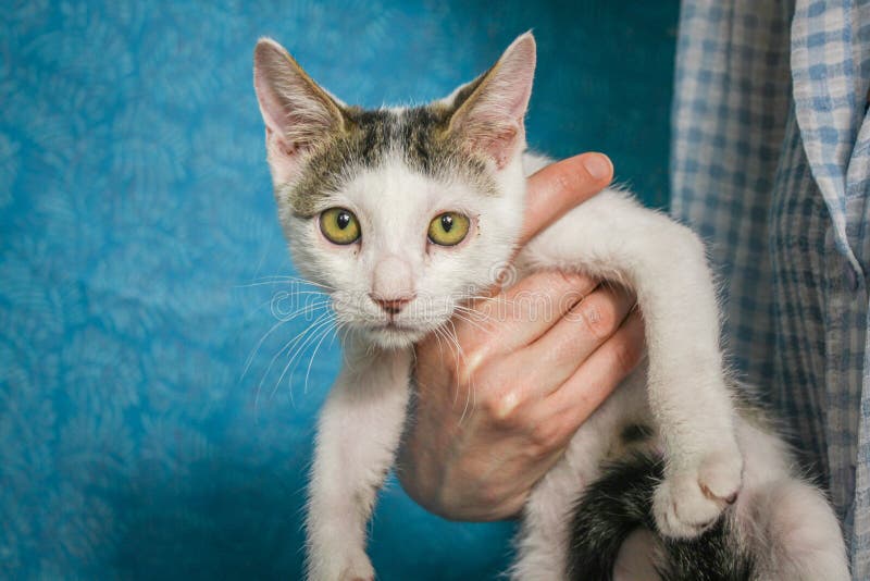 A White Cat with Gray Spots is Sitting on His Hands. Closeup Portrait ...