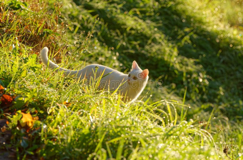 White cat in green grass stock photo. Image of contemplation - 111640066