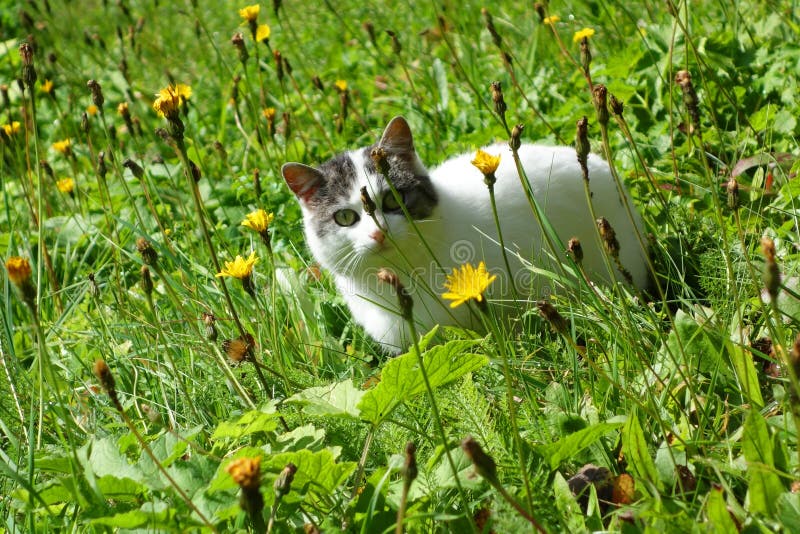 Cat in a meadow stock image. Image of green, white, flowers - 101547353