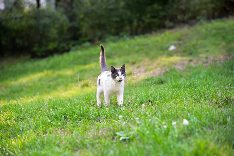 White Cat with Grey Spots and Raised Tail Walking in the Grass Stock ...