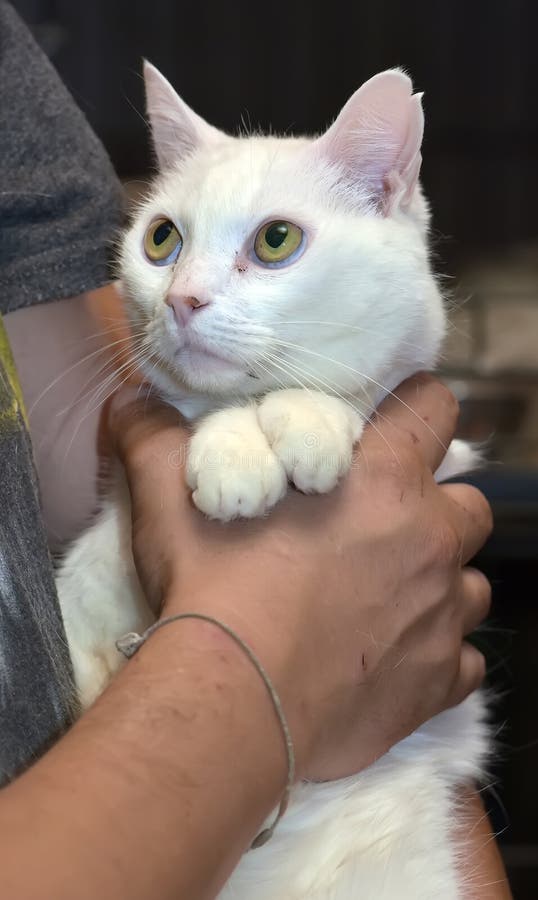 White cat in the hands stock image. Image of adopt, caring - 159446673