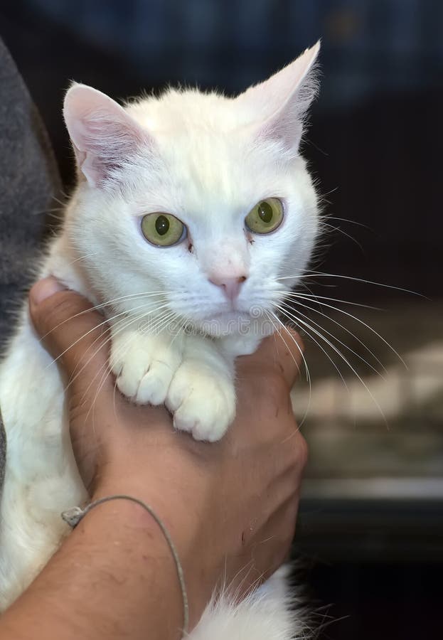 White cat in the hands stock image. Image of abandoned - 159446689