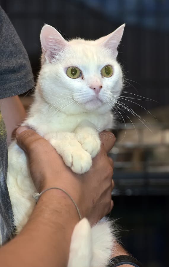 White cat in the hands stock photo. Image of adopt, lonely - 159446742