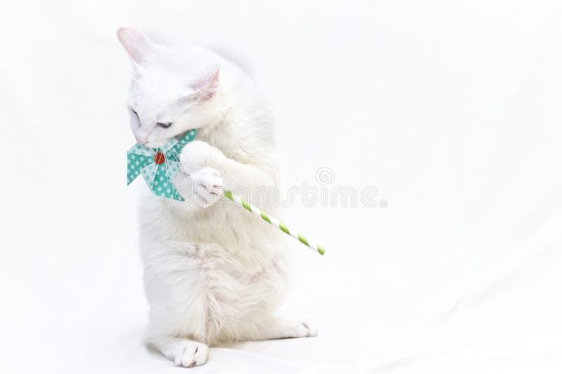 White Cat Holding a Pinwheel Stock Photo - Image of child, background ...