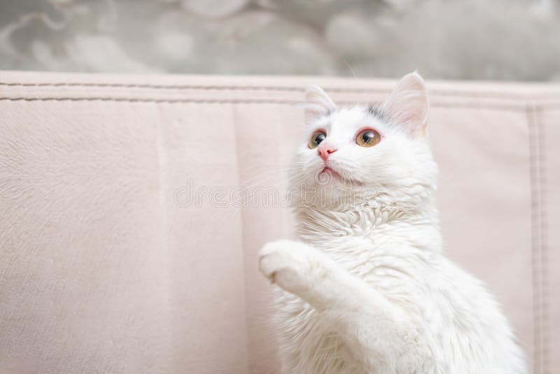 The White Cat is Holding a Raised Paw Stock Image - Image of orange ...