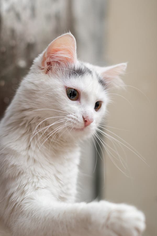 The White Cat is Holding a Raised Paw Stock Photo - Image of face ...