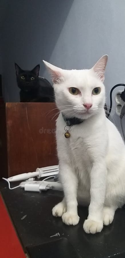 White Cat Home stock image. Image of whiskers, home - 257645763