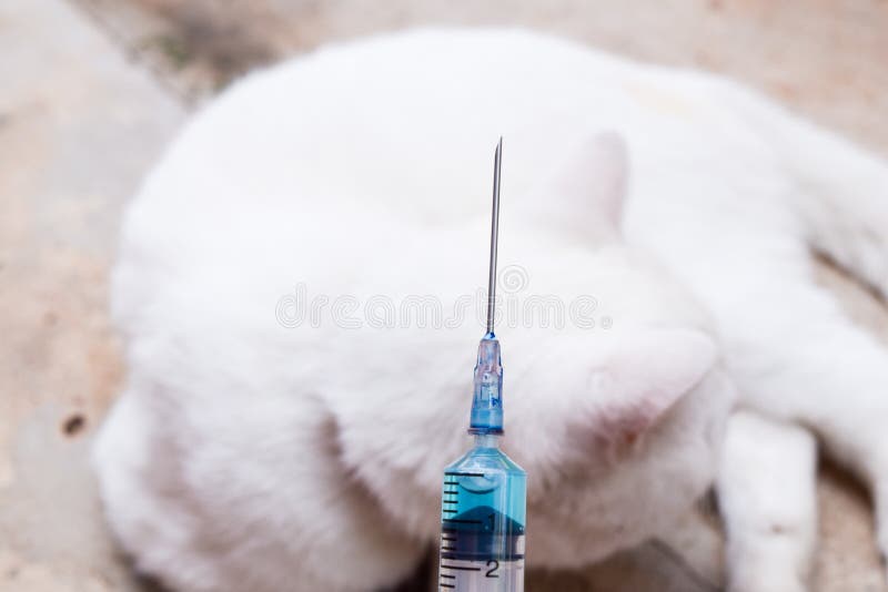 White Cat and Injection Syringe with Vaccine Stock Image - Image of ...