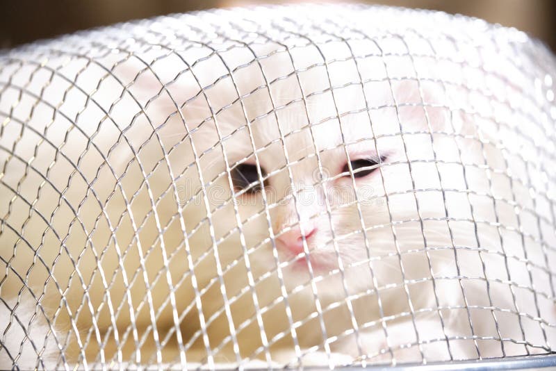 White Cat with a Kitchen Snare Color Stock Photo - Image of little ...