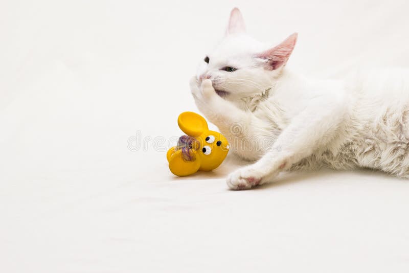 White Cat laughing stock photo. Image of mouse, kitten - 92732830