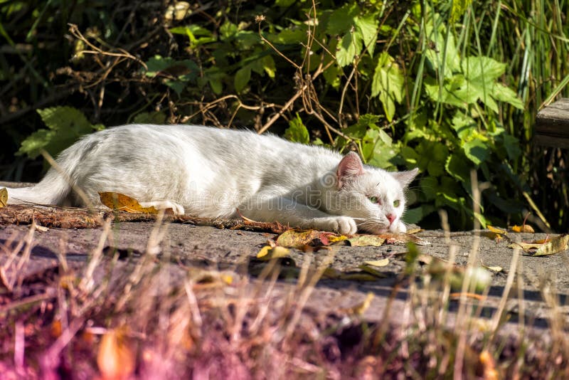 442 Cat Hunting Pose Stock Photos - Free & Royalty-Free Stock Photos ...