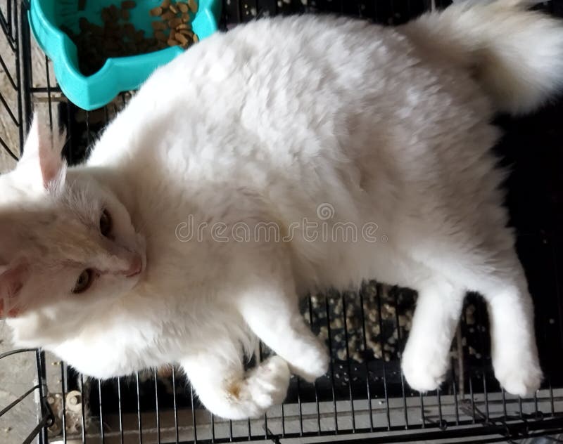 White cat is laying down stock image. Image of layingdown - 226088779