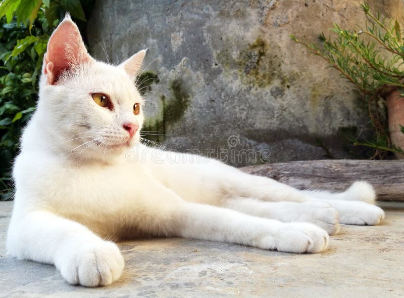 28,876 Cat Laying Stock Photos - Free & Royalty-Free Stock Photos from ...