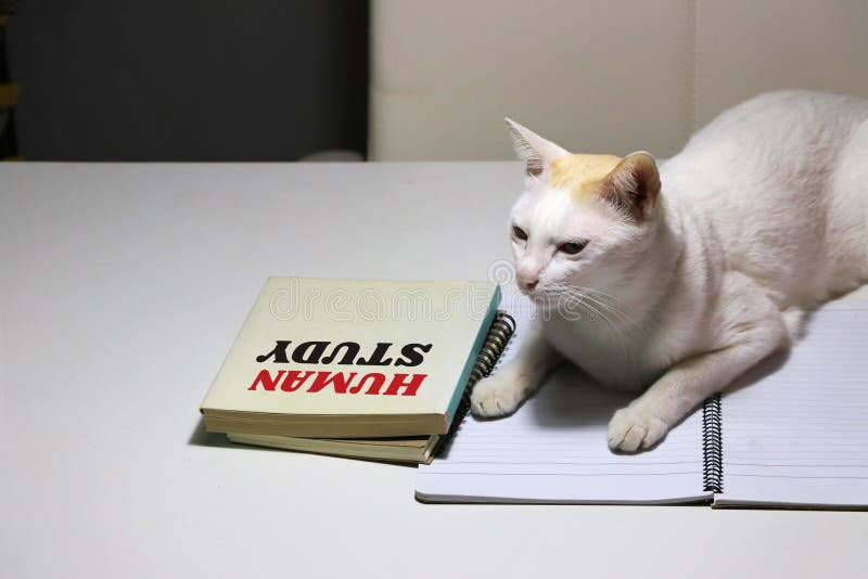 White Cat Laying Down on the Notebook with Human Study Book beside the ...
