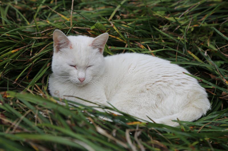 A White Cat is Laying in the Grass Stock Photo - Image of cute ...