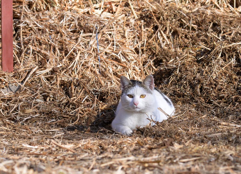 White Cat Laying on the Hay Stock Photo - Image of laying, white: 195010796