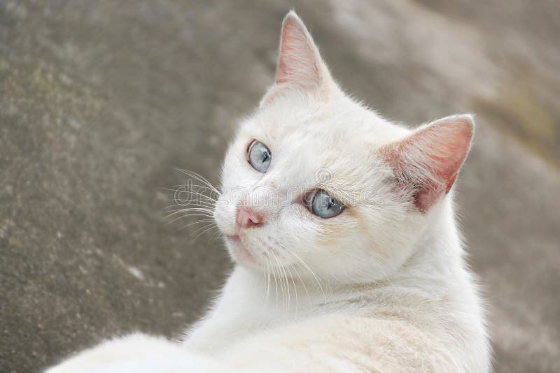 White Cat Laying, Two Eyes Looking. Stock Photo - Image of close, cute ...