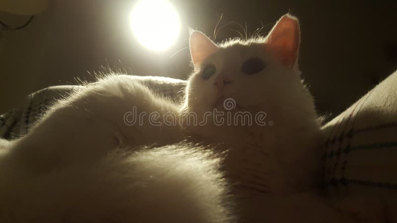 White Cat and Light. Rip Cat Stock Image - Image of light, wgite: 243876471