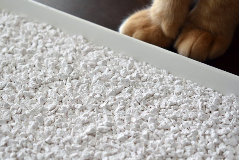 White Cat Litter on a Tray. Stock Image - Image of orange, floor: 268802649