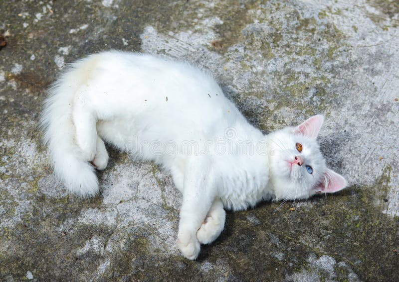 White cat look above stock image. Image of animals, cute - 355333503