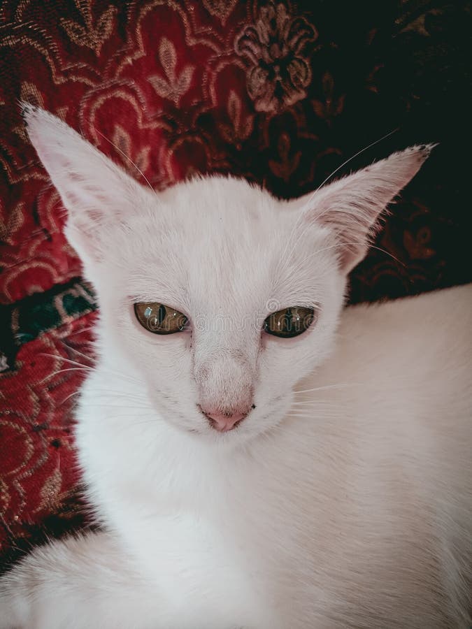 White cat look so pretty stock photo. Image of nose - 212743424