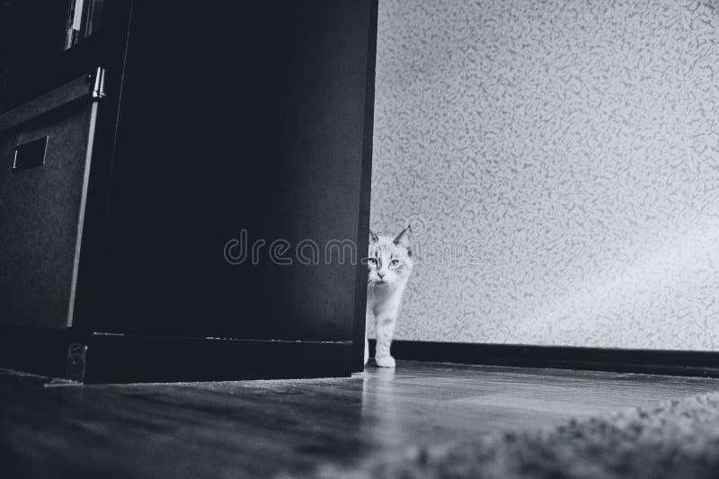White Cat Looking from Around the Corner of a Rack Stock Image - Image ...