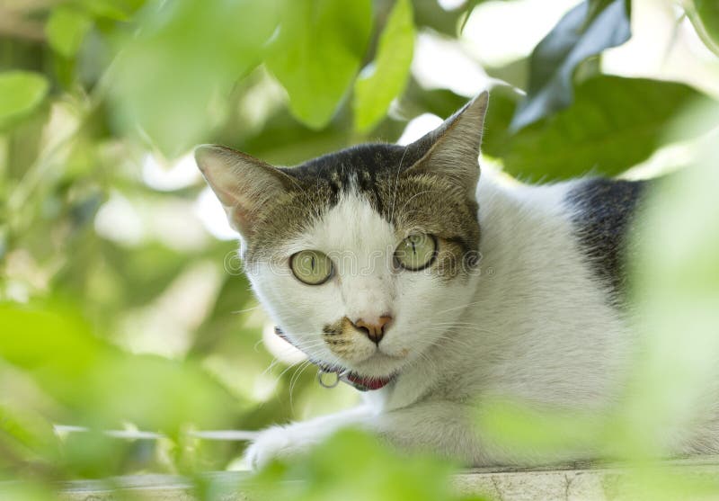 White Cat Looking from Behind Green Leaves Stock Image - Image of head ...