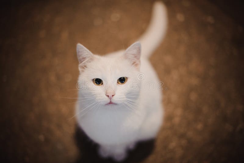 White Cat Looking in Camera Stock Photo - Image of elegance, eyes: 62961628