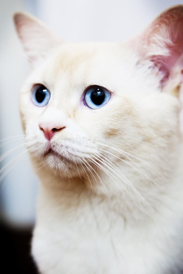 White cat looking left stock image. Image of left, clear - 38501309