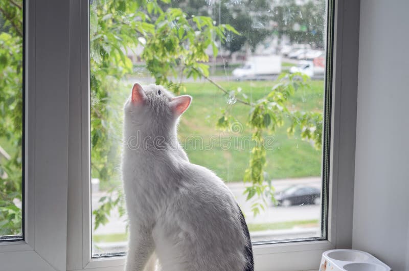White Cat Looking Out the Window on a Summer Rain Stock Image - Image ...