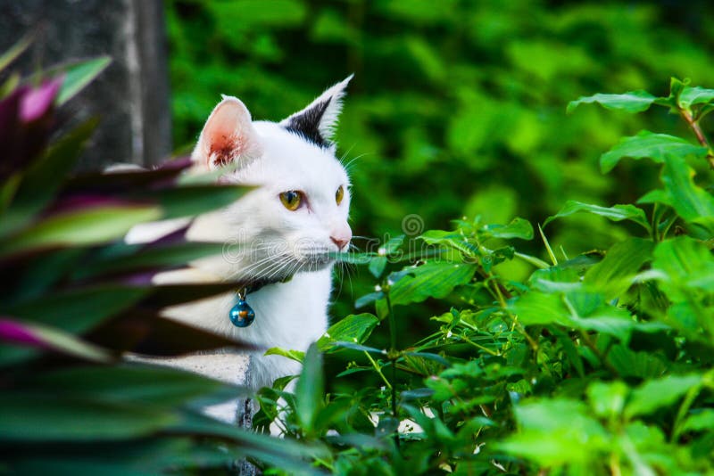 The white cat stock photo. Image of wild, looking, white - 50177366