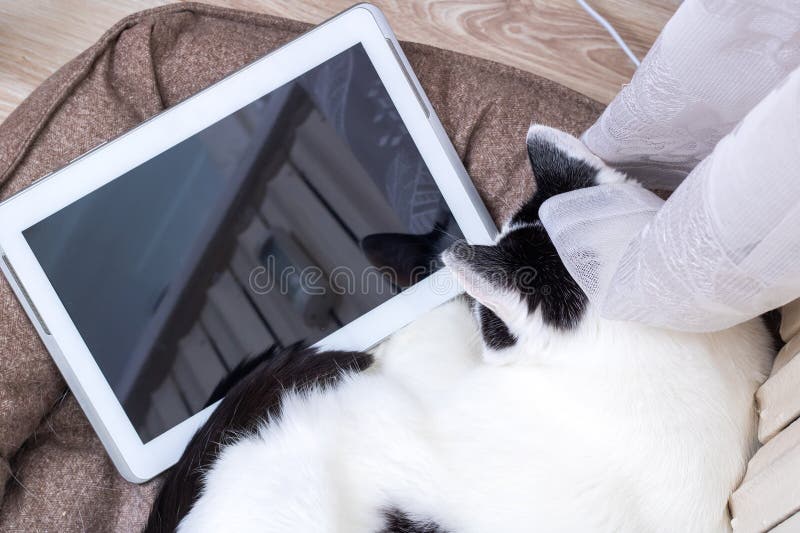A White Cat Looking at a Tablet Screen Stock Photo - Image of feline ...