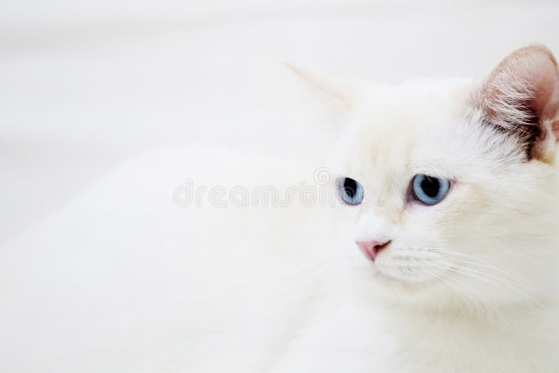 White cat looking left stock image. Image of left, clear - 38501309