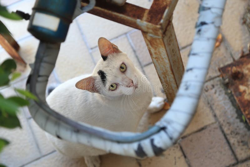 White Cat Looking Up at Camera through Pipe Frame Stock Image - Image ...