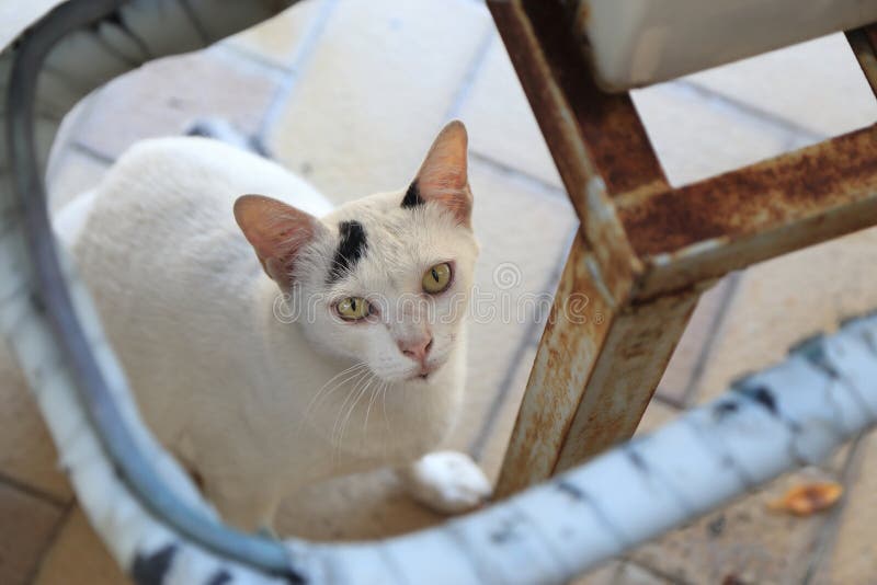 White Cat Looking Up at Camera through Pipe Frame Stock Photo - Image ...