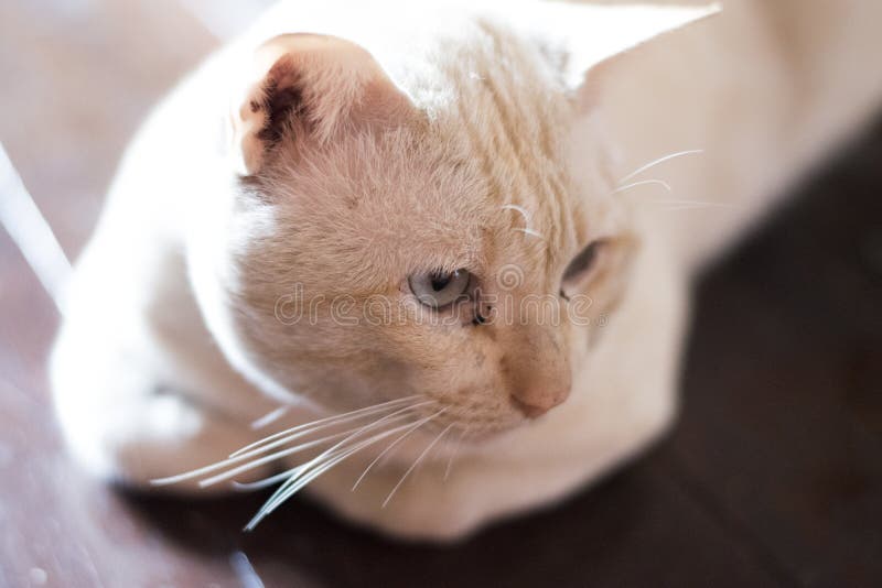 White cat looking at you stock image. Image of play - 107855291