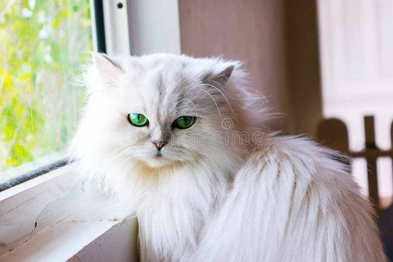 White cat looking at you stock photo. Image of furry - 98800858