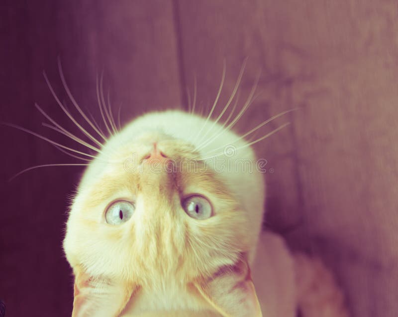 White cat looks stock image. Image of overhand, studio - 77780643