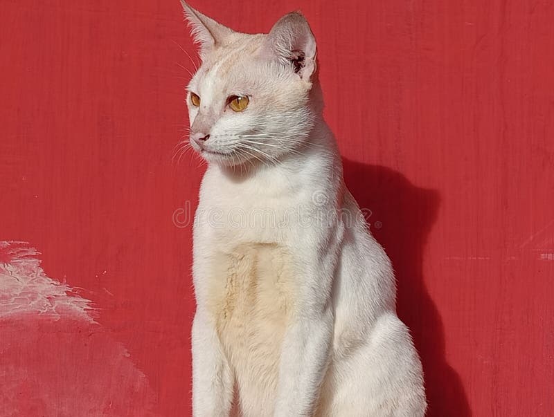 White Cat Looks for Nothing and Great Stock Image - Image of looks ...