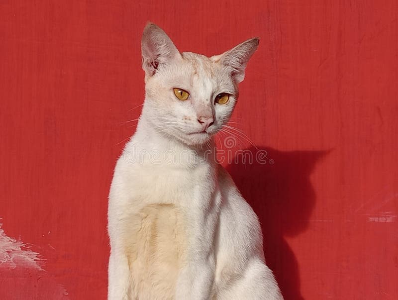 White Cat Looks for Nothing and Great Stock Image - Image of looks ...