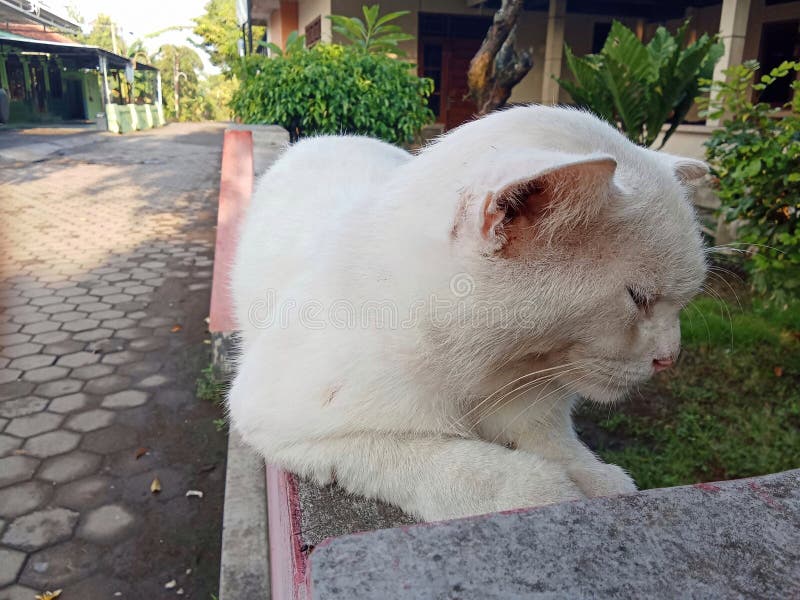 A white cat that looks sad stock photo. Image of kitten - 310057500