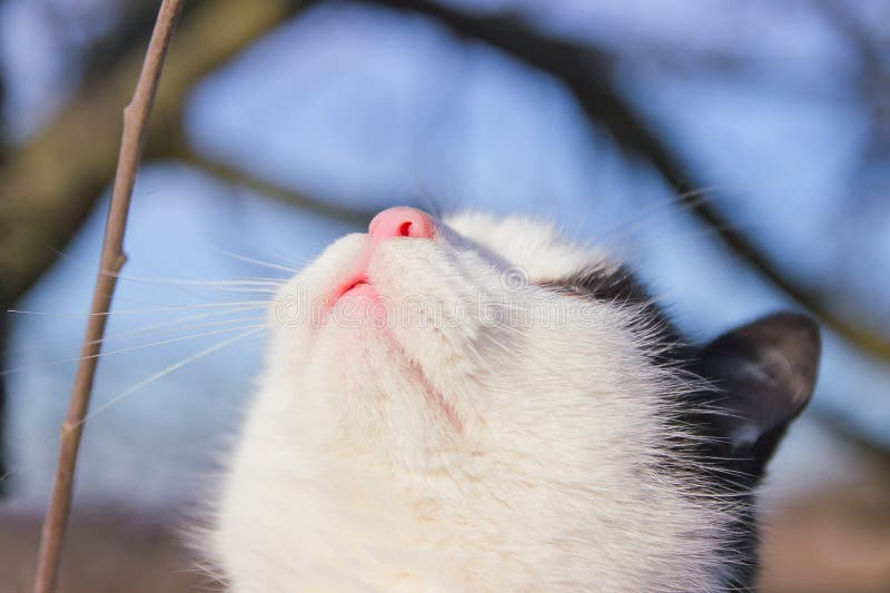 White Cat Looks Up on Tree with Birds, Showing Teeth Stock Image ...