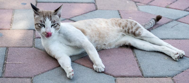 Cat lying on ground stock photo. Image of striped, feline - 196712482